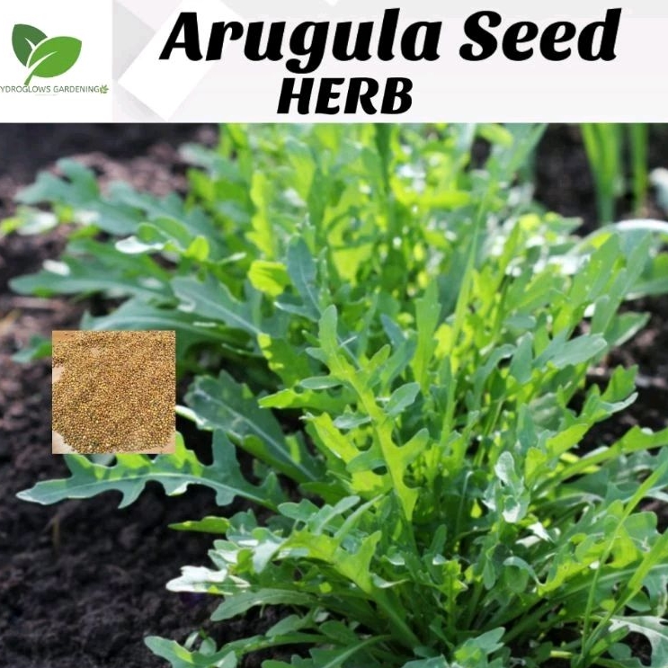 Arugula Seed 150pcs Seeds (1pack) | Shopee Philippines