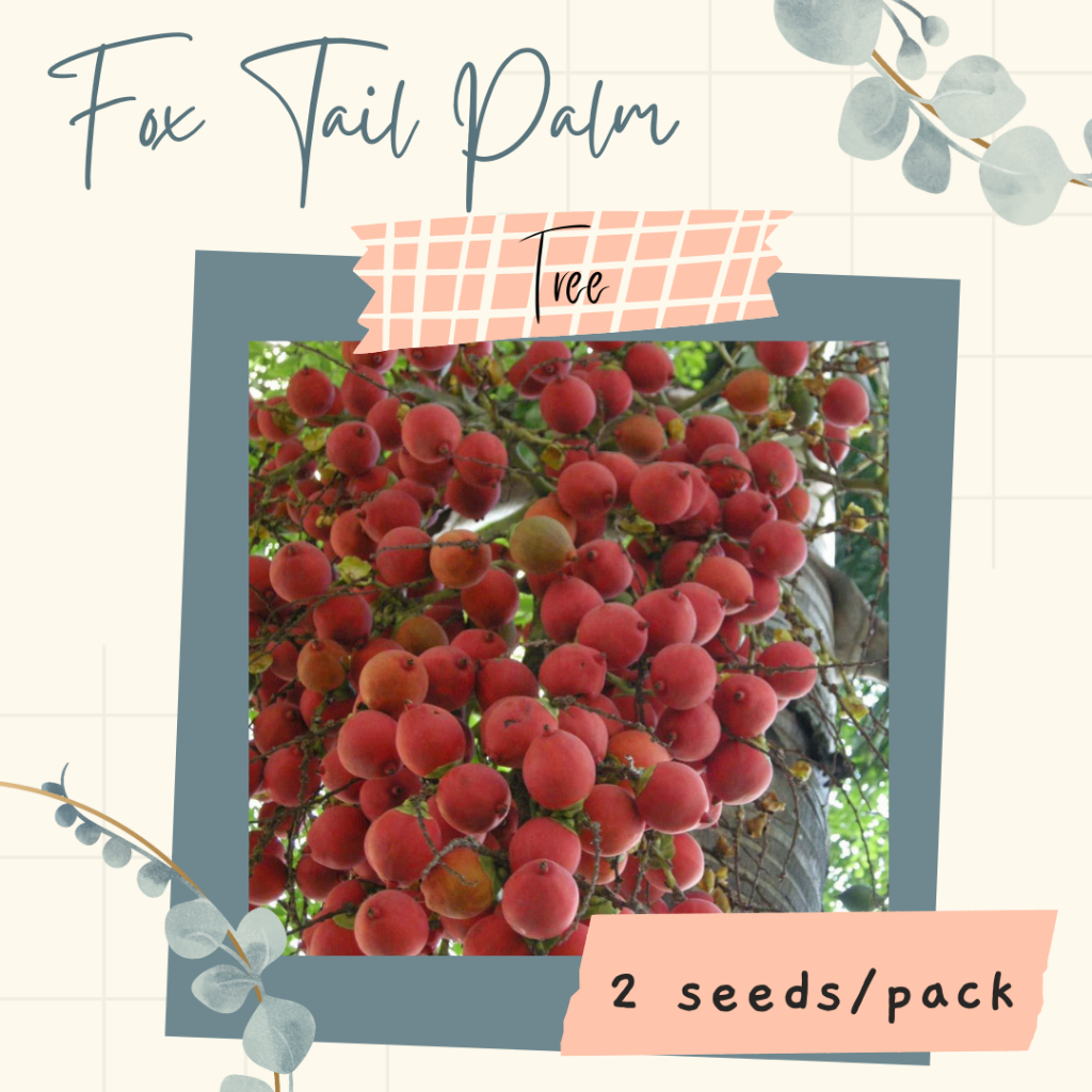 FOX TAIL PALM TREE Seeds (2 seeds) for Planting / Gardening | Shopee ...