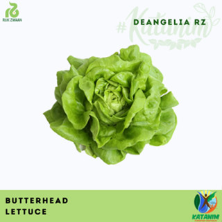 GREEN Variety Lettuce Rijk Zwaan Seeds Collection | 100 RZ Seeds ...