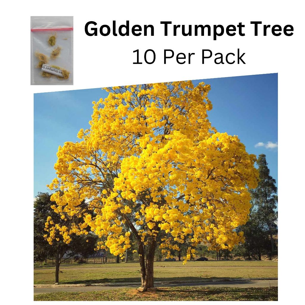 Golden Trumpet Tree 10 seeds | Shopee Philippines