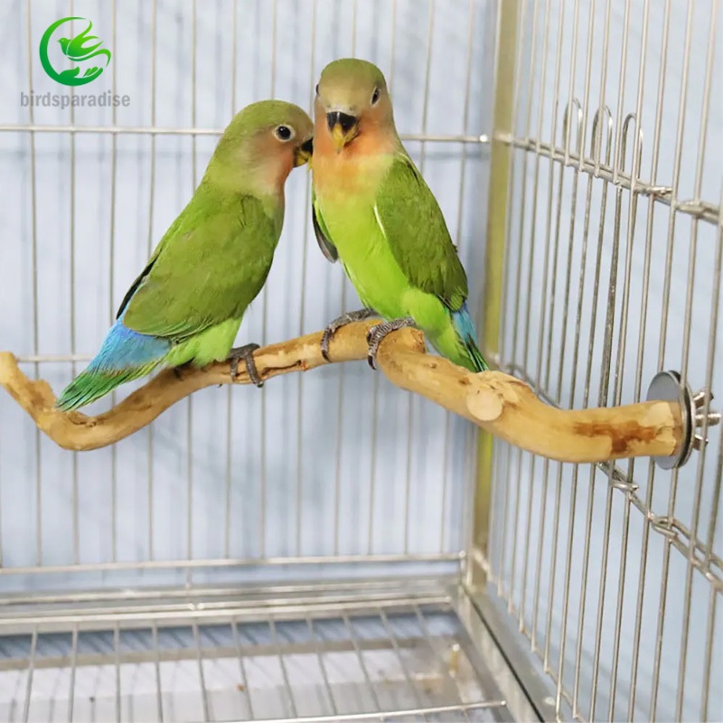 Natural Wooden Perch Parrot Bird Stand Tree Stick Paw Grinding for ...