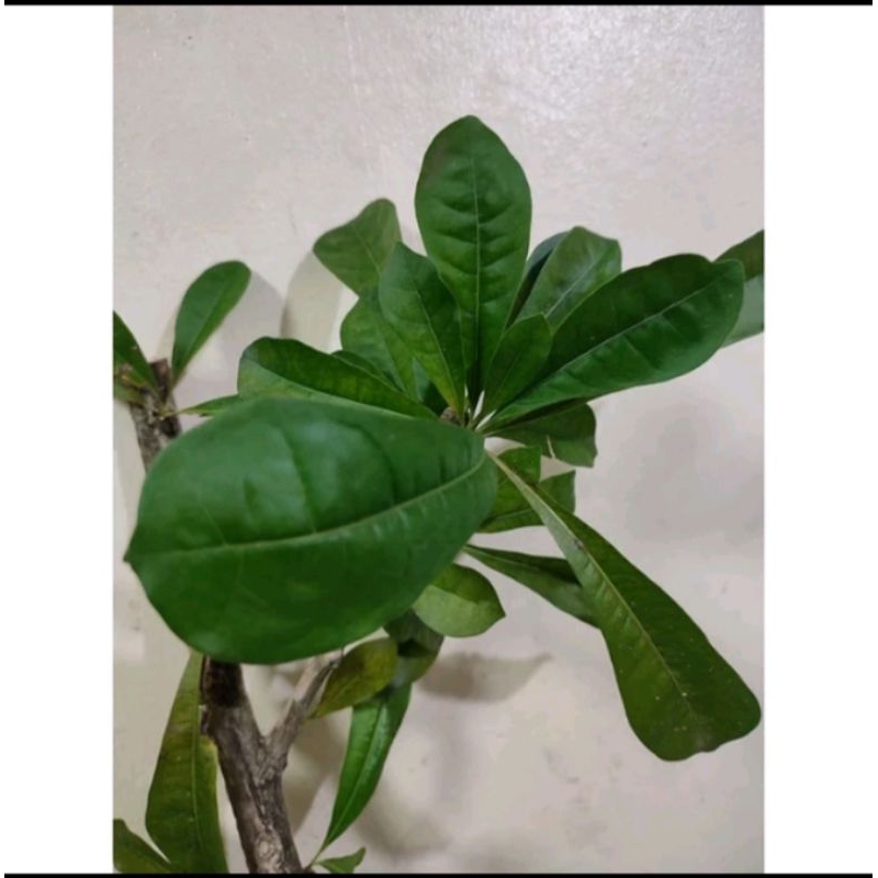 Calabash /Miracle Fruit Leaves(60leaves per pack) | Shopee Philippines