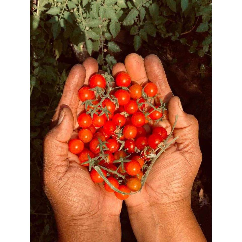 Tomato Seeds - Cherry Athena Roma Champ KingKong Pink Diamond Floradade ...