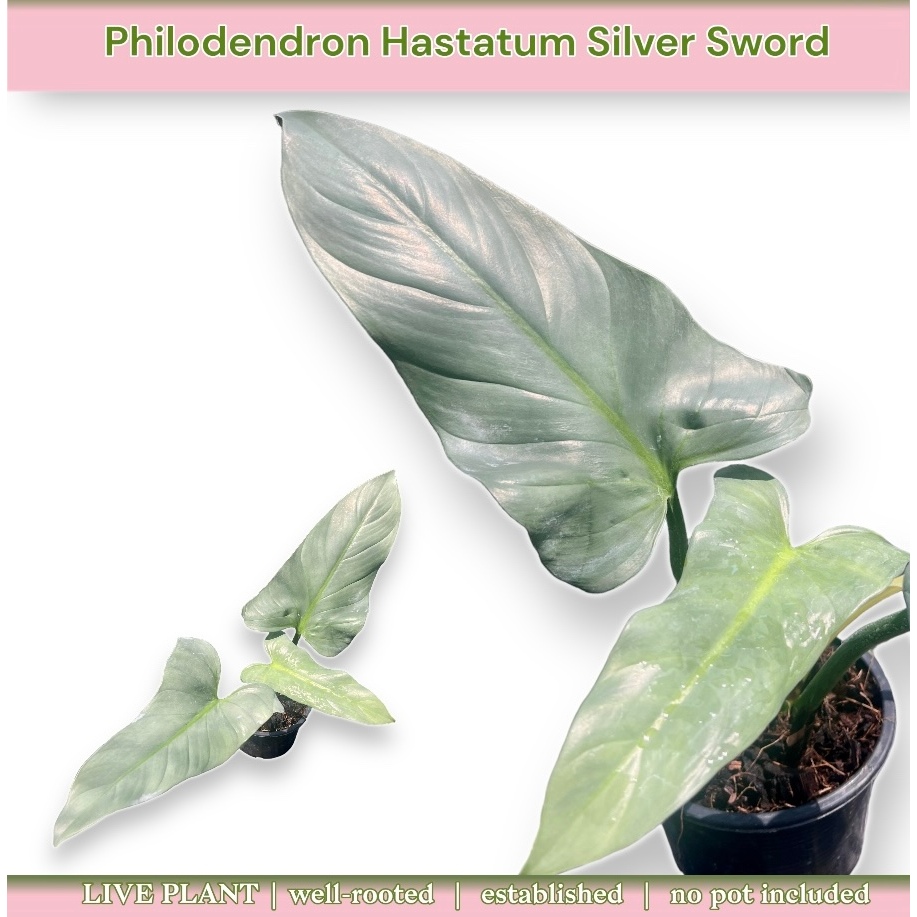 GBO Katrina: Philodendron Hastatum Silver Sword Philo | Shopee Philippines