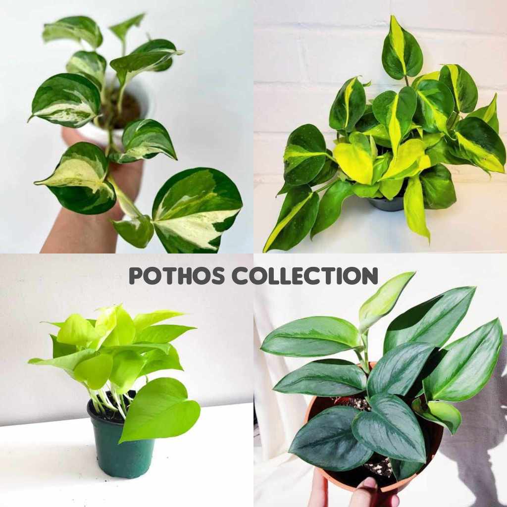 Pothos Collection with FREE plastic pot, garden soil and white marble ...