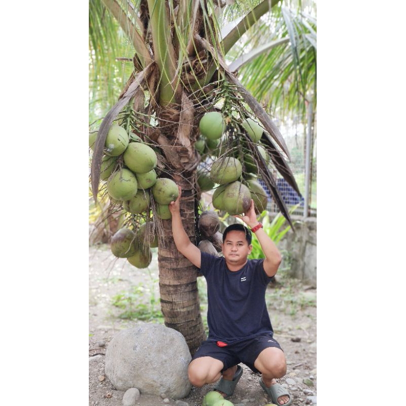 1pc Catigan Green Dwarf Seedlings | Shopee Philippines