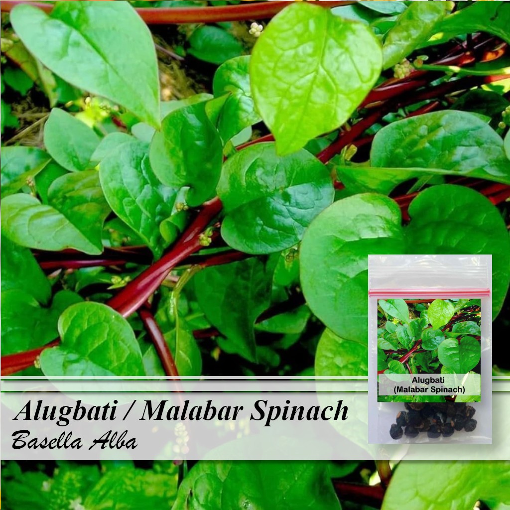 Alugbati 25 Seeds / Malabar Spinach Purple (Basella Alba) Seeds ...