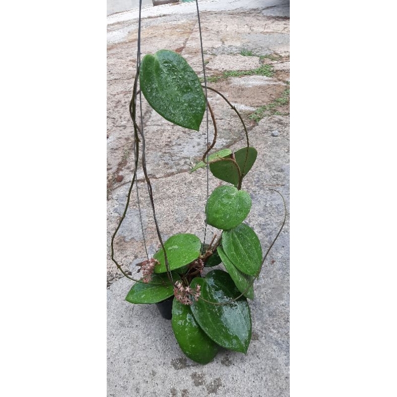 Hoya macrophylla Splash | Shopee Philippines