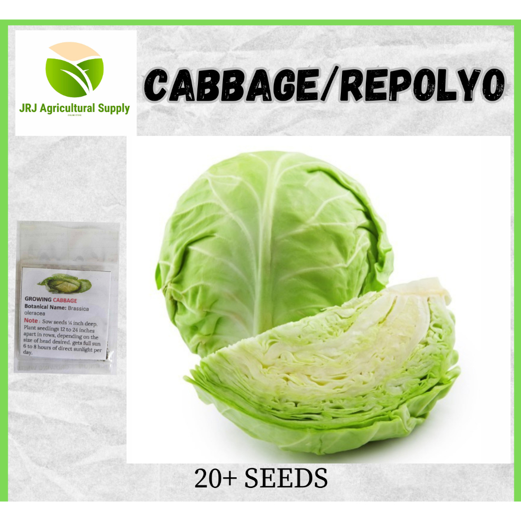 REPOLYO / CABBAGE SEEDS ( 20 pcs seeds ) - 1pack | Shopee Philippines