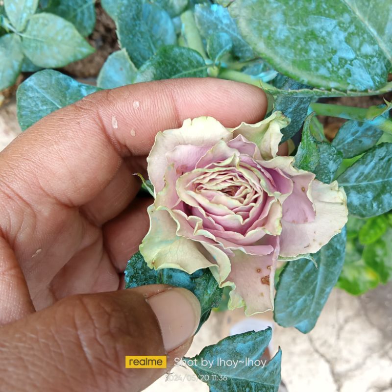 ocean song rose big pot collectible | Shopee Philippines