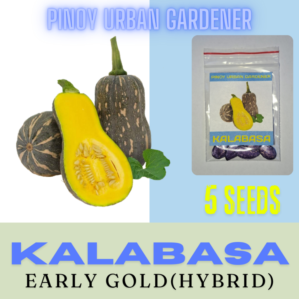 Vegetable Seeds Pechay Kamatis Sili Talong Ampalaya kangkong Okra Sitaw ...