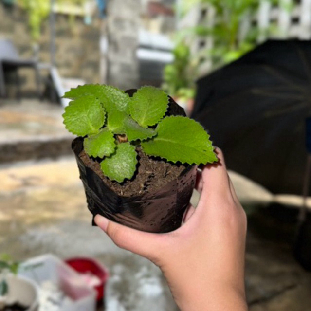 Oregano Plant Rooted Live Buhay May Ugat potted in seedling bag ...
