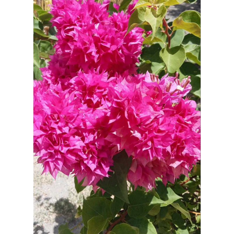 Bougainvillea-Princess Mahara Pink in different sizes of 12-24inches ...