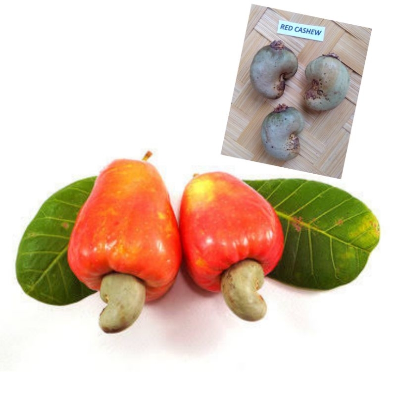 Kasoy Seeds Red Variety (7Pcs/Pack) Cashew Seeds | Shopee Philippines