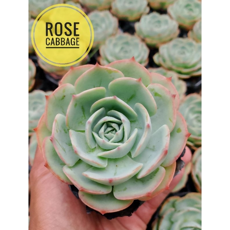 ROSE CABBAGE /SMALL SIZE | Shopee Philippines