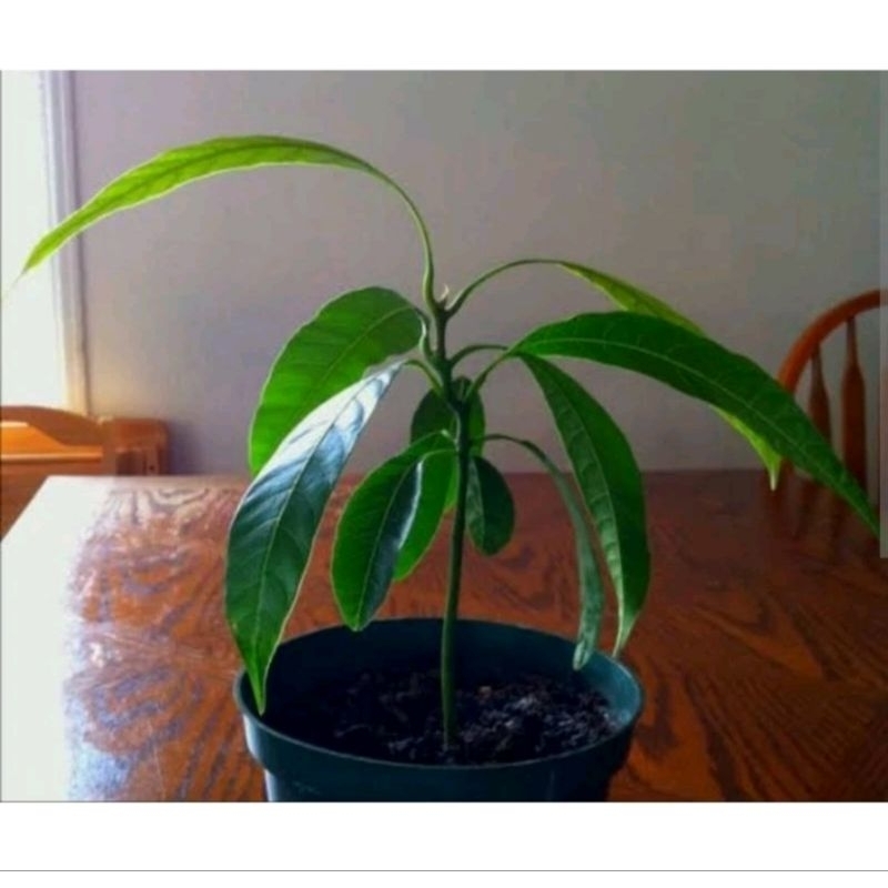 Mangang Kalabaw/ Carabao Mango (Halaman na) | Shopee Philippines