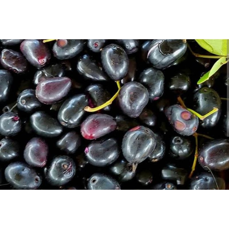 Duhat/ Java Plum (50-200 pcs Leaves ) | Shopee Philippines