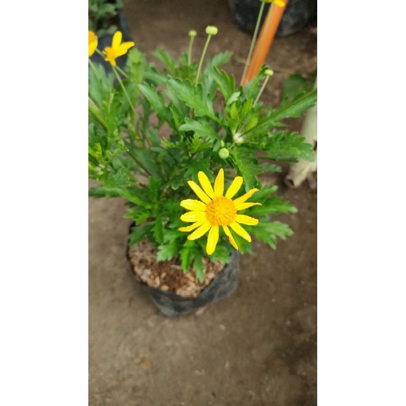 AFRICAN BUSH DAISY/PARIS DAISY | Shopee Philippines