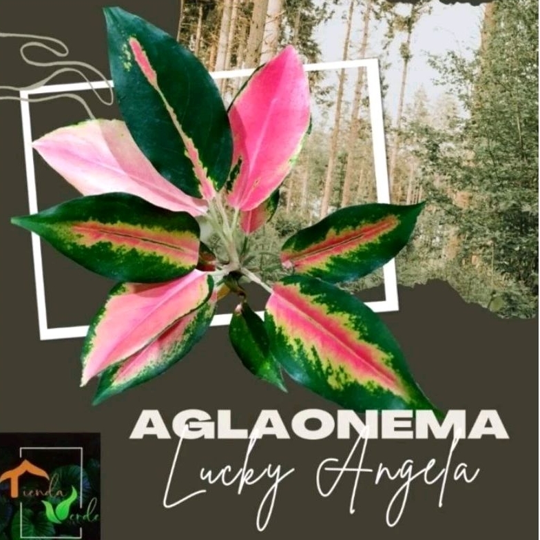 Aglaonema Lucky Angela in a Pot Garden Decorations | Shopee Philippines