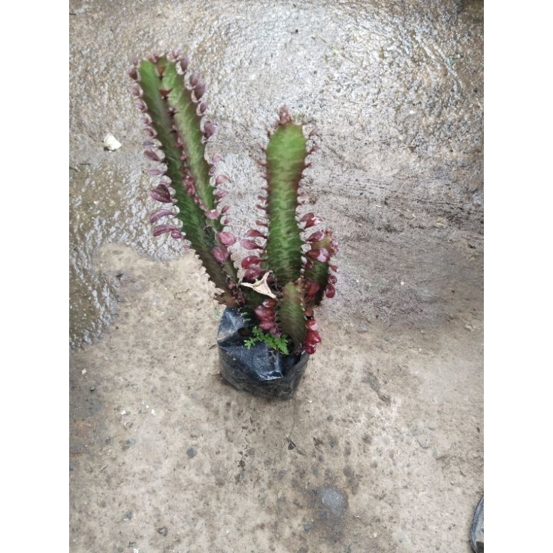 TRIGONA RED RUBRA (ROYAL RED) Low Mentainance | Shopee Philippines