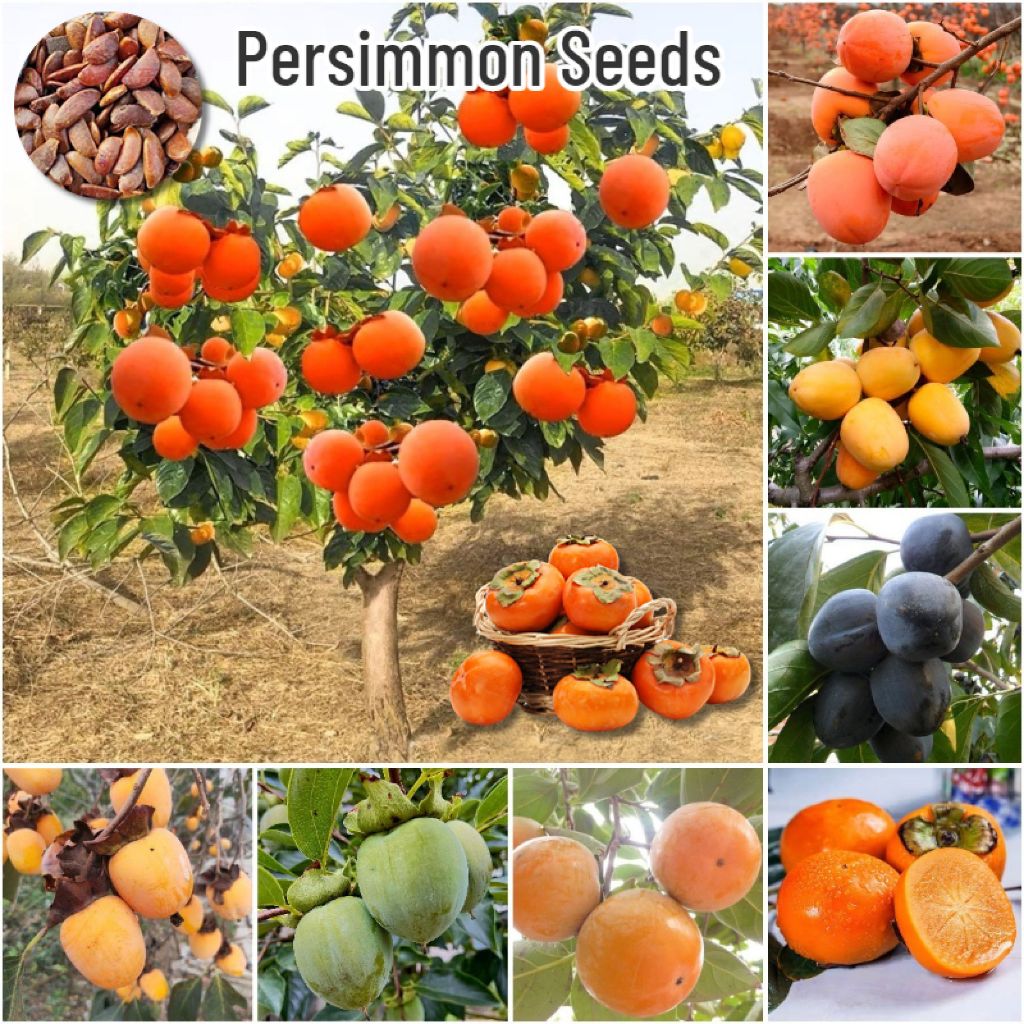 25seeds/pack Bonsai Persimmon Seeds Hybrid Sweet Persimmon Plants Fruit ...