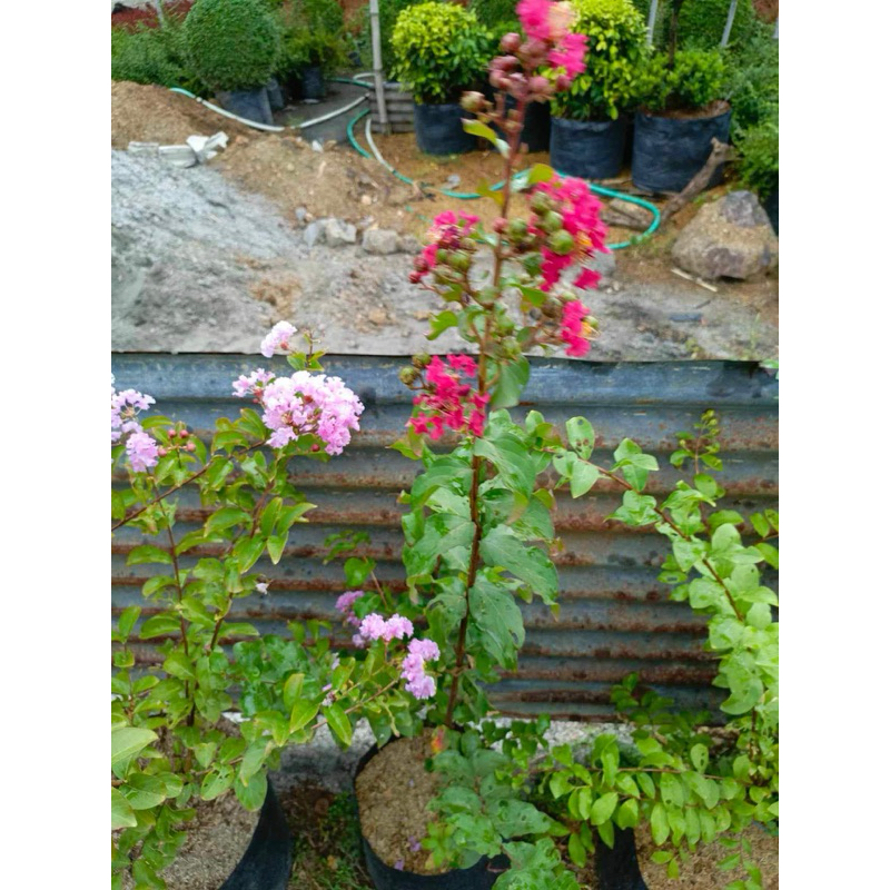 melendres flower pink outdoor garden decoration | Shopee Philippines