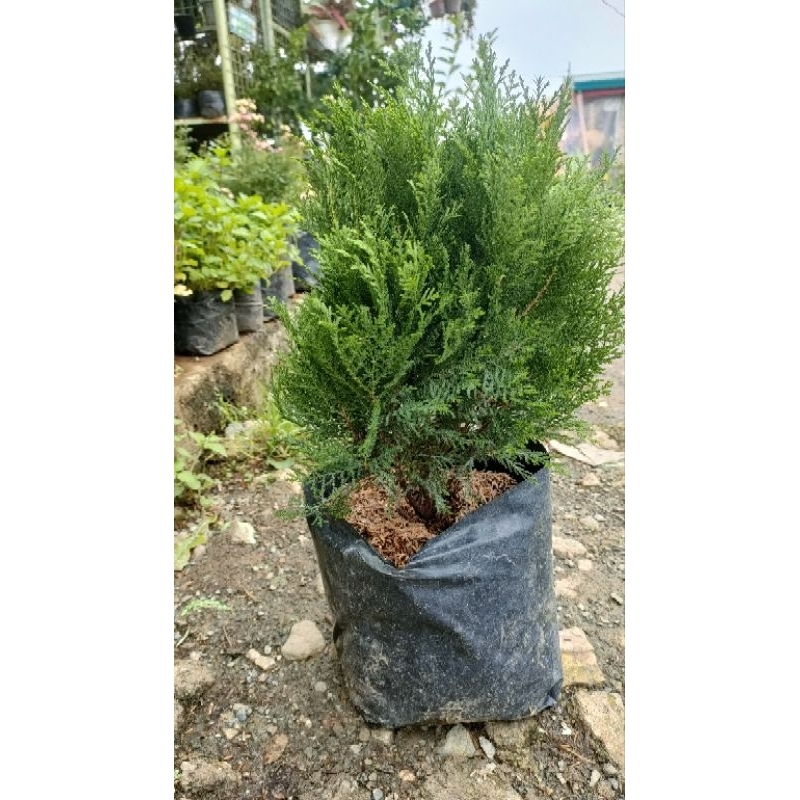 CUNIFER CYPRESS COLLECTION(big pots) | Shopee Philippines
