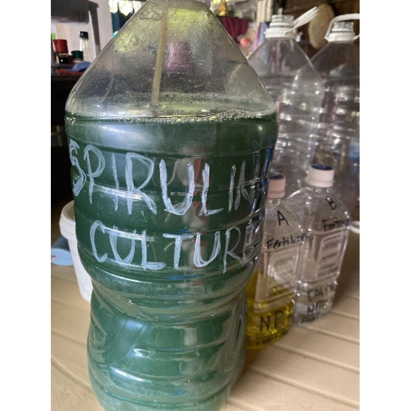 Spirulina Starter Culture/DIY Spirulina culture/Chlorella starter kit ...