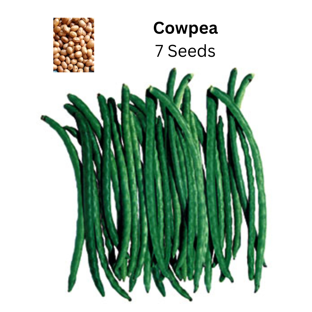 Cowpea 7 Seeds per pack | Shopee Philippines