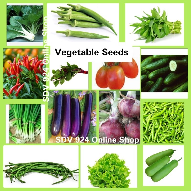 VEGETABLES SEEDS REPACK, VARIETY PACK OF VEGETABLES SEEDS EASY TO GROW ...