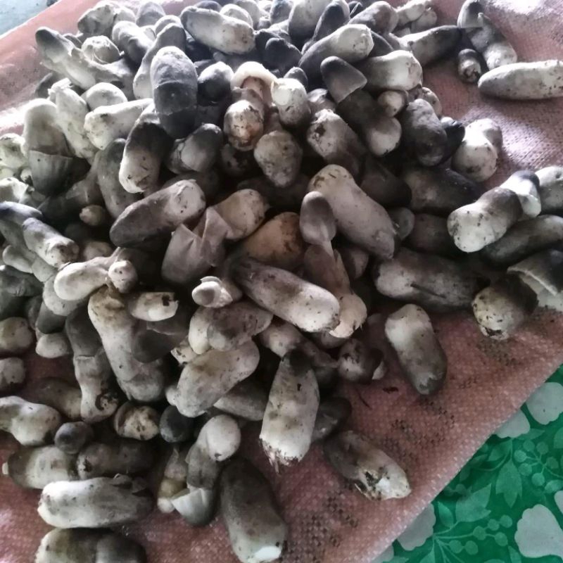 750+ GRAMS Kabuting Saging Spawn Volvareilla 750 GRAMS Direct ...