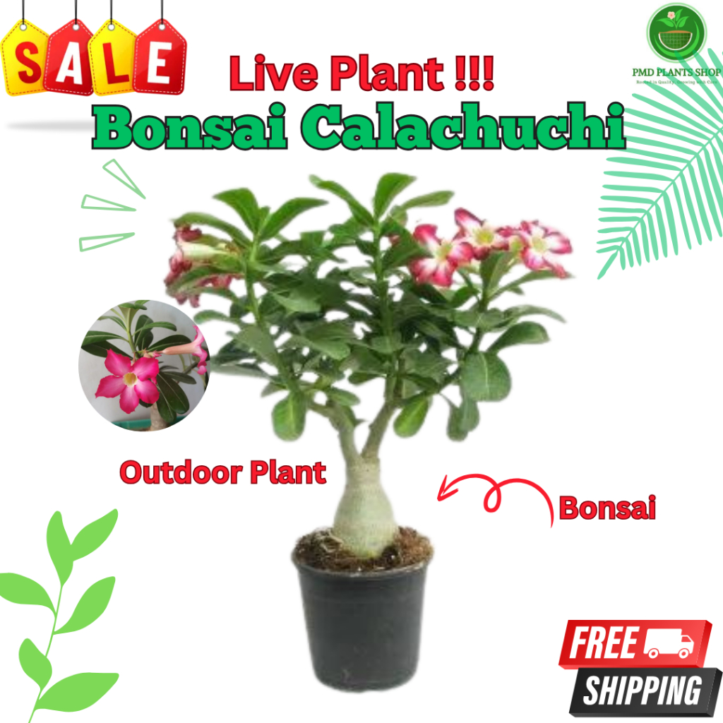 Bonsai Calachuchi Outdoor Plant known for its vibrant, fragrant flowers ...