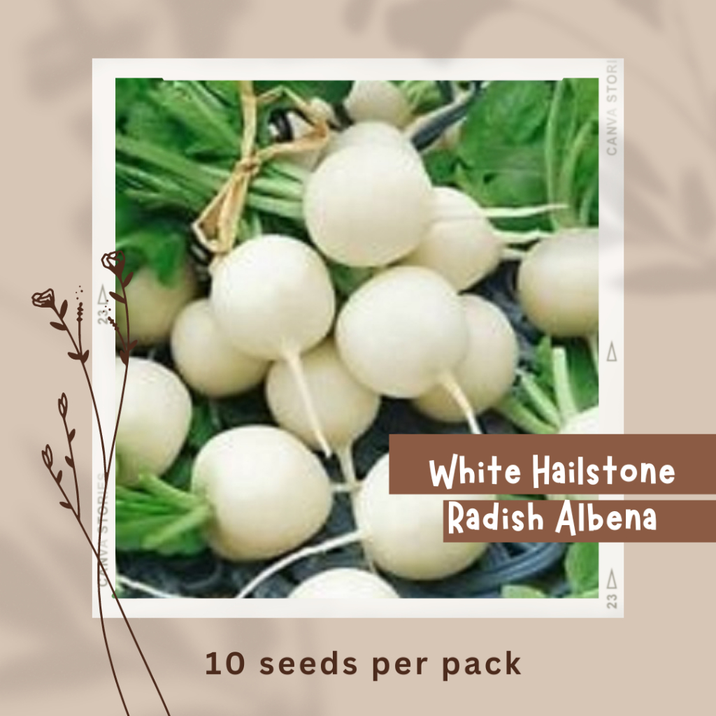 WHITE HAILSTONE RADISH ALBENA Seeds (10 seeds) for Planting / Gardening ...