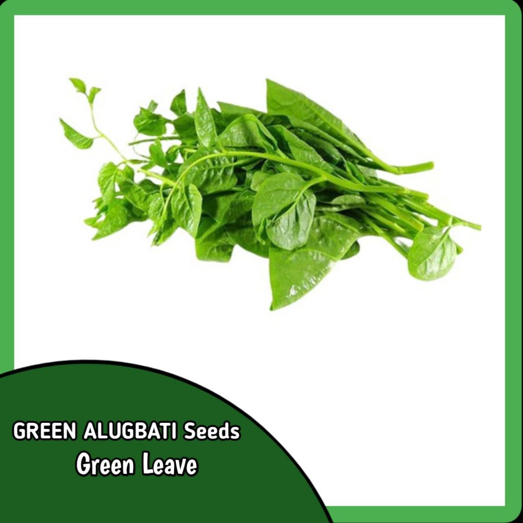 GREEN ALUGBATI Seeds Variety-high quality vegetable seeds | Shopee ...