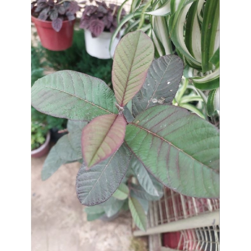 Cherry Guava Red Guava Fruit Tall Size 1 meter | Shopee Philippines