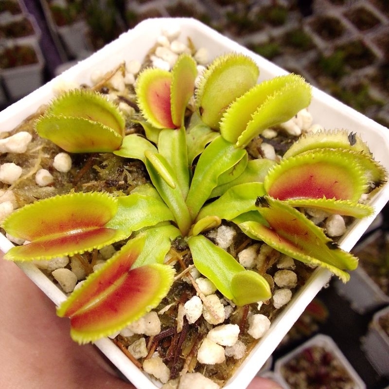 B. Tooth Venus Flytrap (potted) | Shopee Philippines