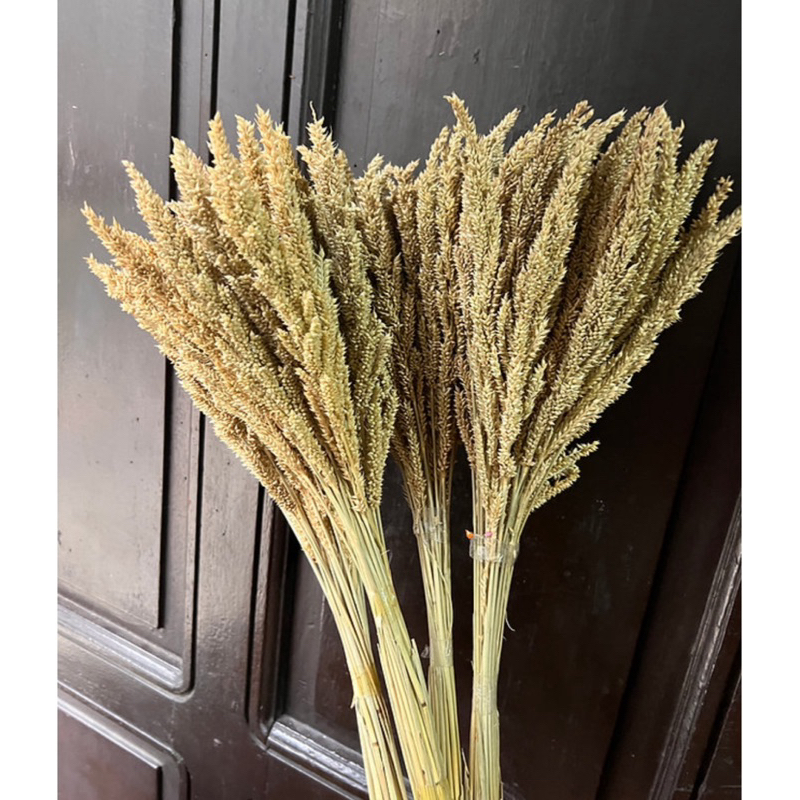 Local Dried Trigo sold per bundle | Shopee Philippines