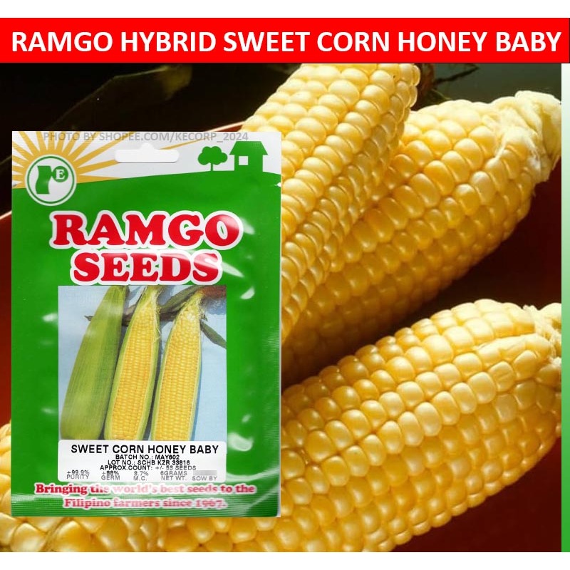 Ramgo RPD Seeds SWEET CORN HONEY BABY 6grams_kc241207 | Shopee Philippines