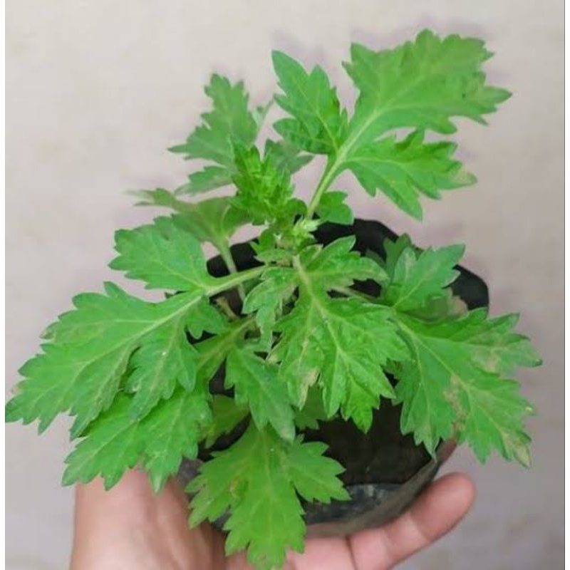 Damong Maria/Mugwort(live plant) | Shopee Philippines
