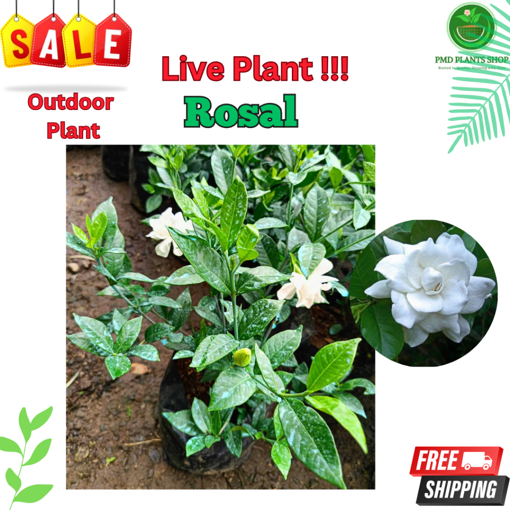 Rosal is a flowering shrub known for its beautifully fragrant white ...