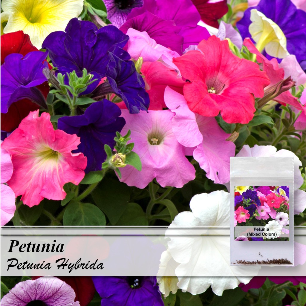Petunia 50+ Seeds Petunia Hybrida Flower Seeds | Shopee Philippines
