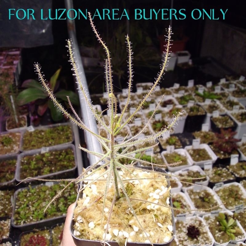 B. Guehoi ( potted / byblis / carnivorous plant / seeds ) | Shopee ...