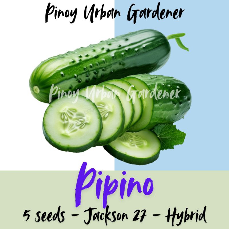 HIGH YIELDING HYBRID CUCUMBER SEEDS | Shopee Philippines