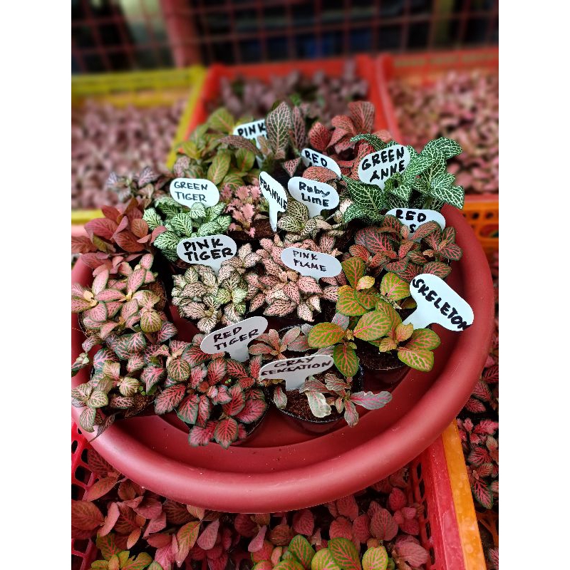 FITTONIA[[buy1take1]] | Shopee Philippines