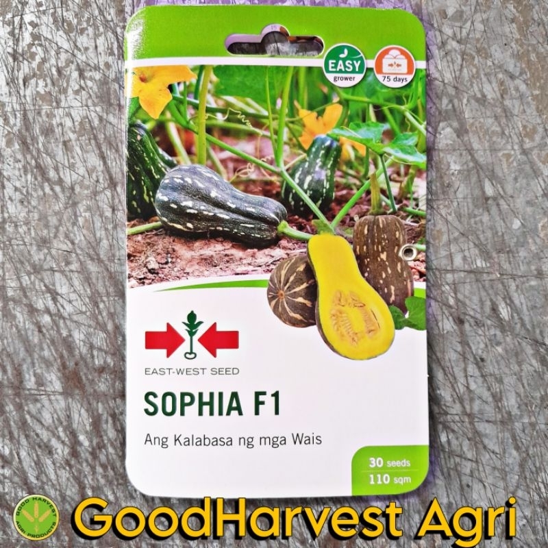 SOPHIA F1 HYBRID BUTTERNUT SQUASH / KALABASA SEEDS (30 SEEDS) by EAST ...