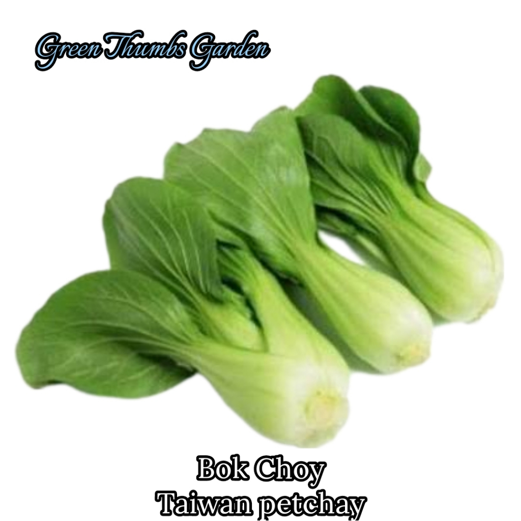 TAIWAN PECHAY SEEDS (BOK CHOY) | Shopee Philippines