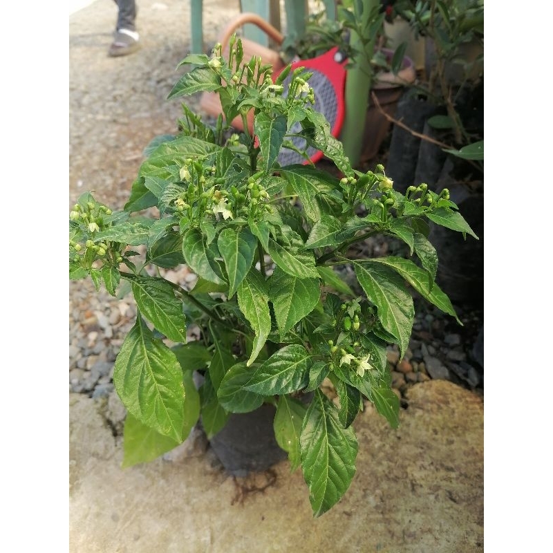 Native siling labuyo | Shopee Philippines