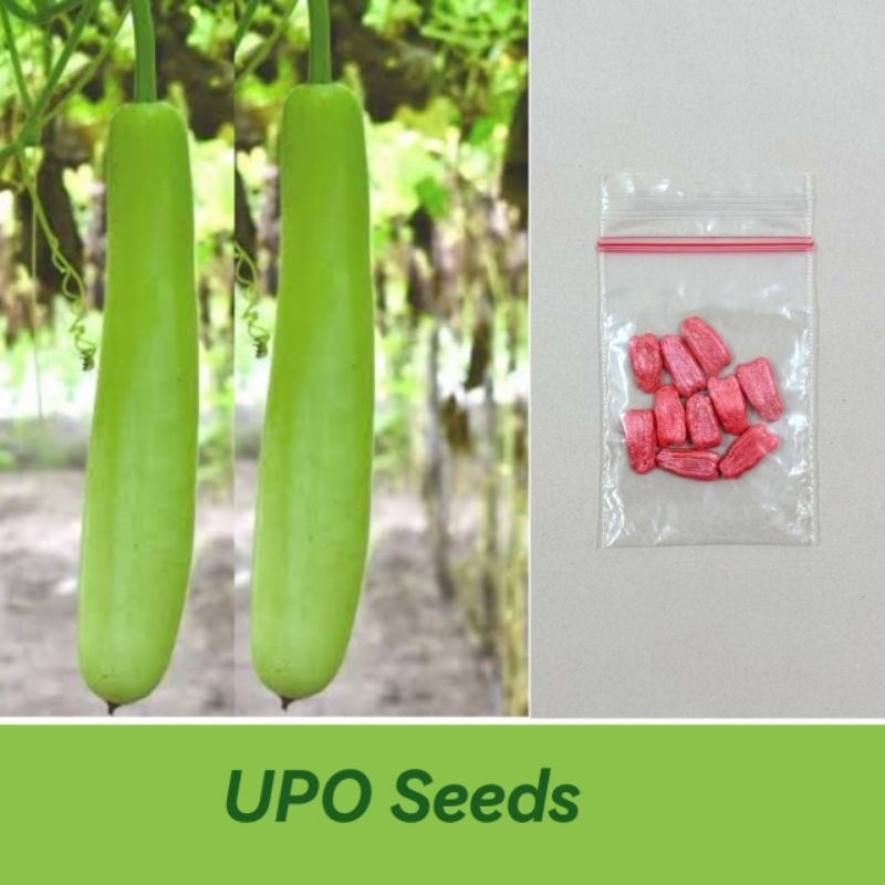 UPO HYBRID SEEDS - Dalisay F1 Variety - High Quality Vegetable seeds ...