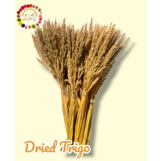 trigo - Best Prices and Online Promos - Jun 2024 | Shopee Philippines