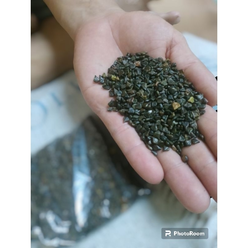 Acapulco Seeds(30pcs seeds) | Shopee Philippines
